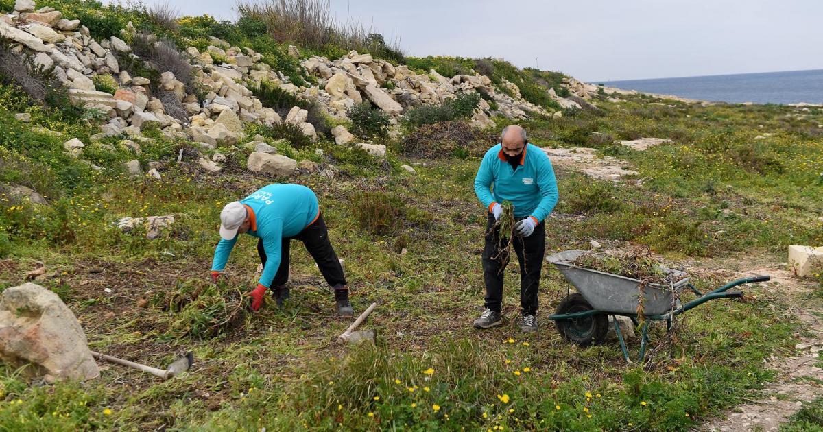 Malta launches ambitious reafforestation project worth EUR 20 million ...