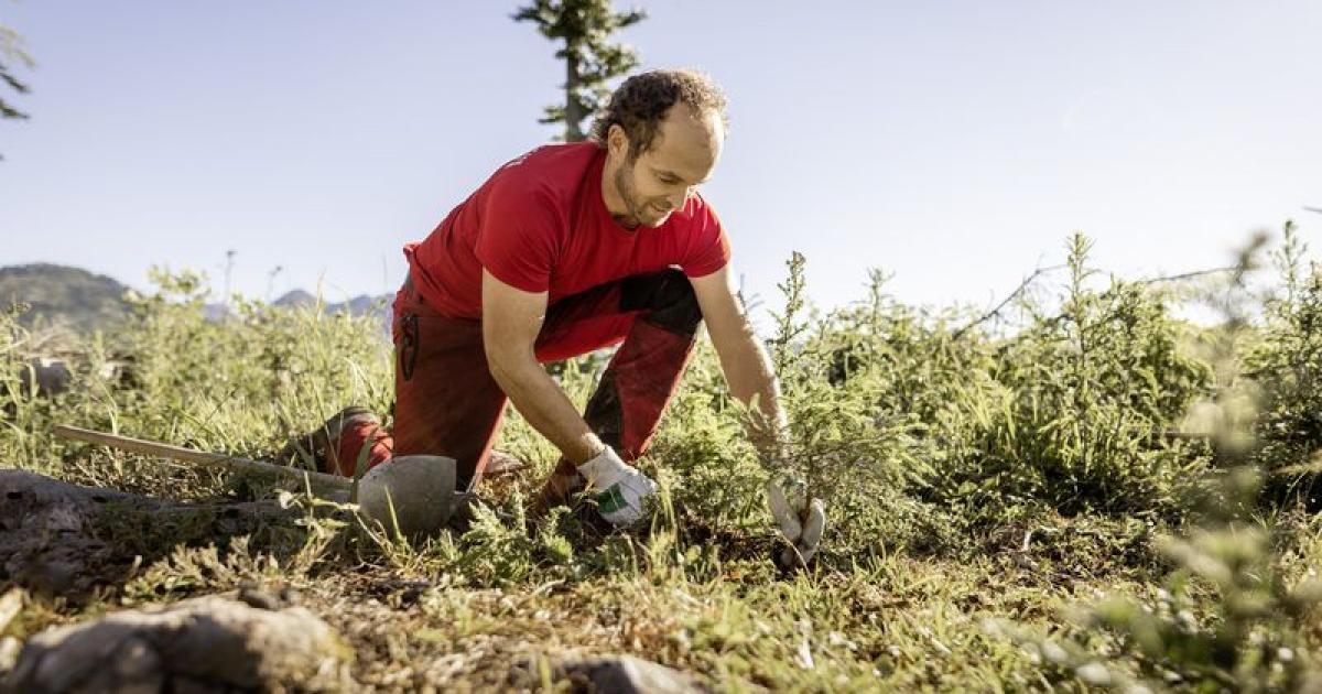 Austrian reforestation campaign will plant 1.3 million trees | TheMayor.EU