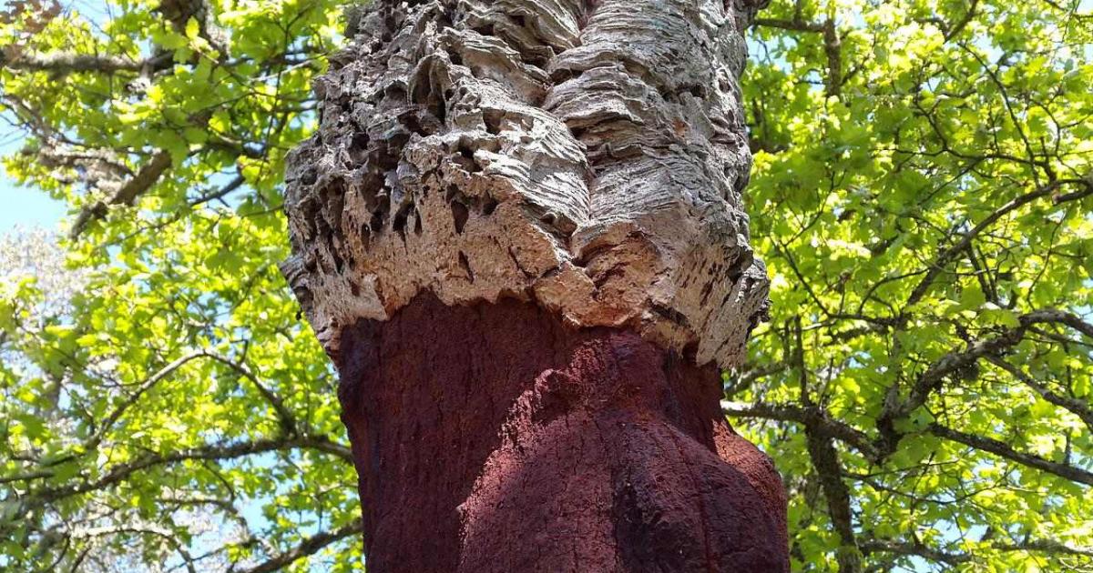 Sardinian cork finds new application as eco-detergent and shampoo ...