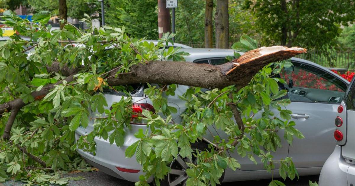 Where do fallen trees go? | TheMayor.EU