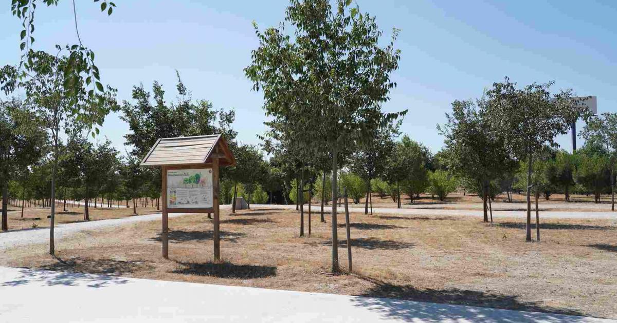 Madrid’s largest tree planting campaign ever has restored its biosphere ...