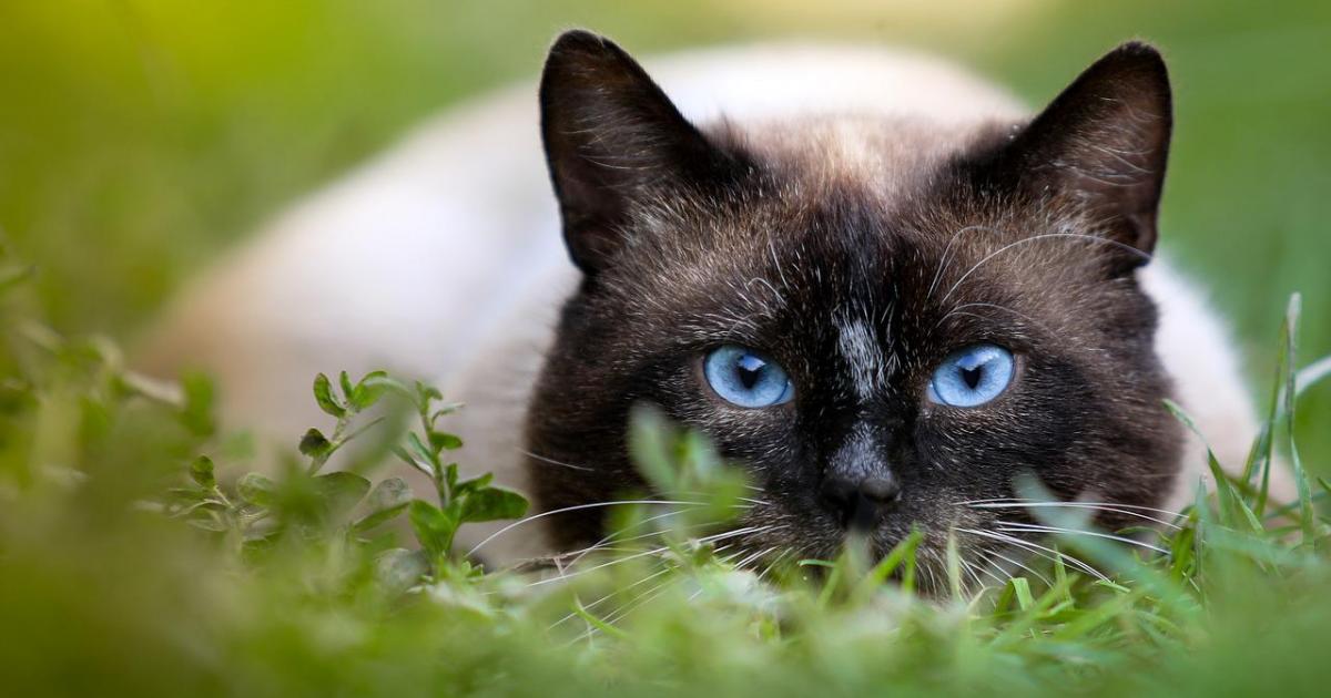 Polish Academy of Sciences labels cats as invasive species | TheMayor.EU