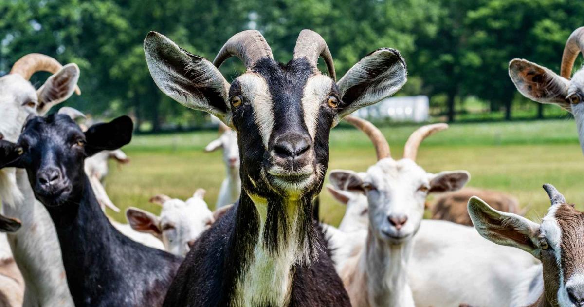 Barcelona: part of a growing club that employs livestock as fire ...