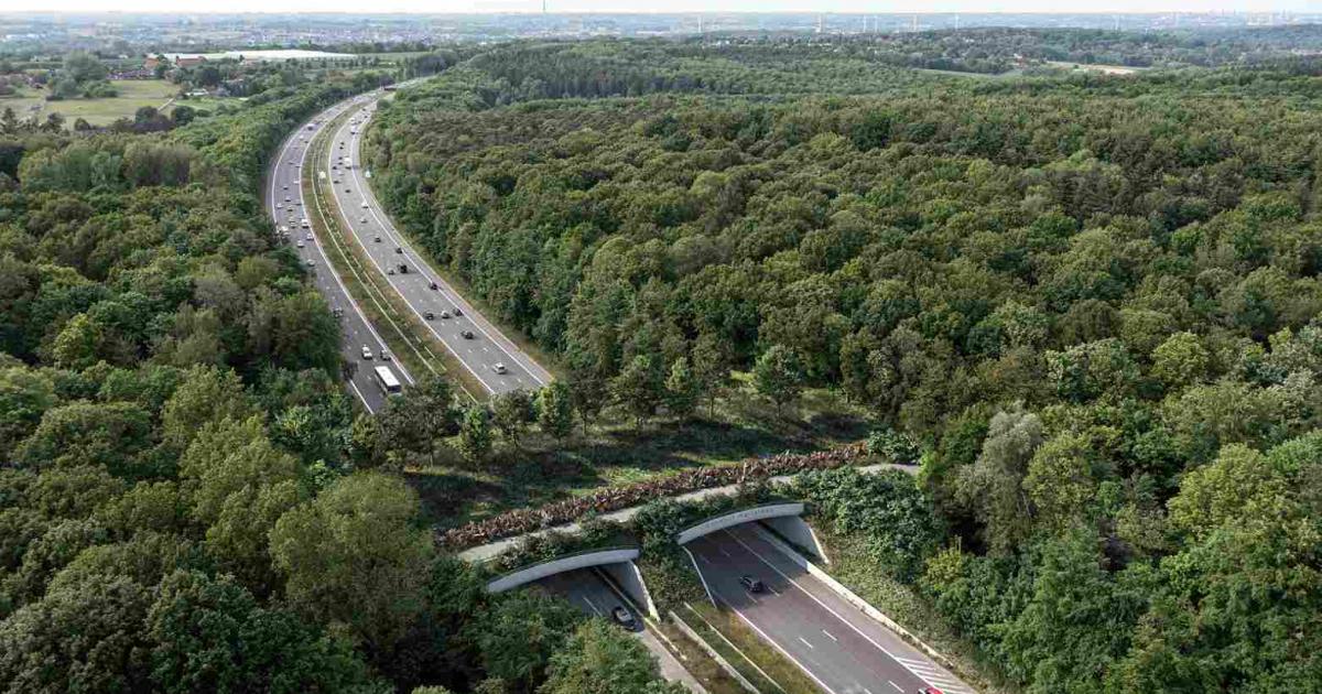 Brussels’ new ecoduct will remove barriers for animals in the Hallerbos ...