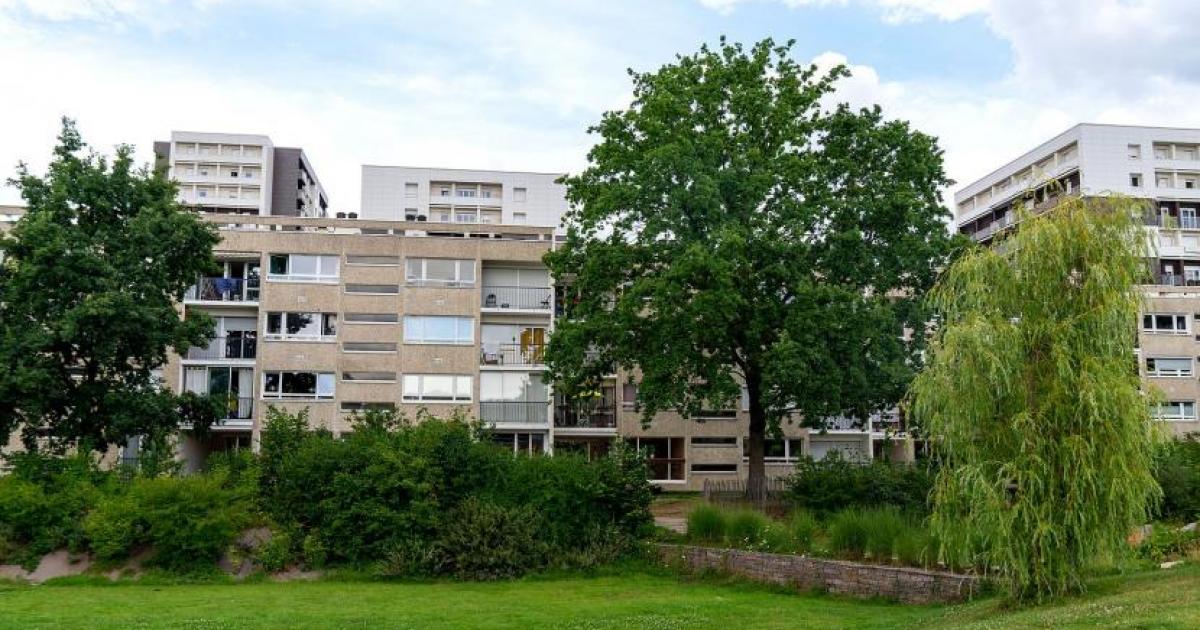 Get to know a tree in Rennes, with the help of an interactive map ...