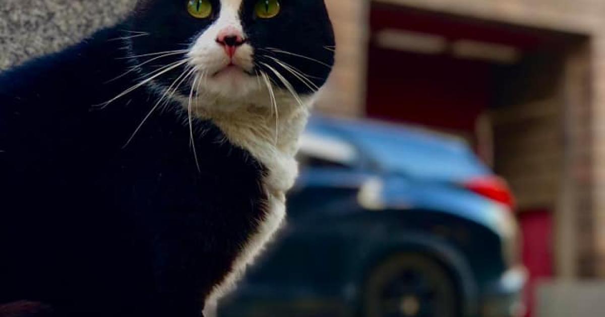 Szczecin’s top tourist attraction is a cat named Gacek | TheMayor.EU