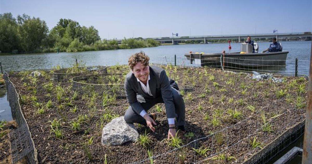 Floating nature islands in Amsterdam connect fragmented wildlife ...