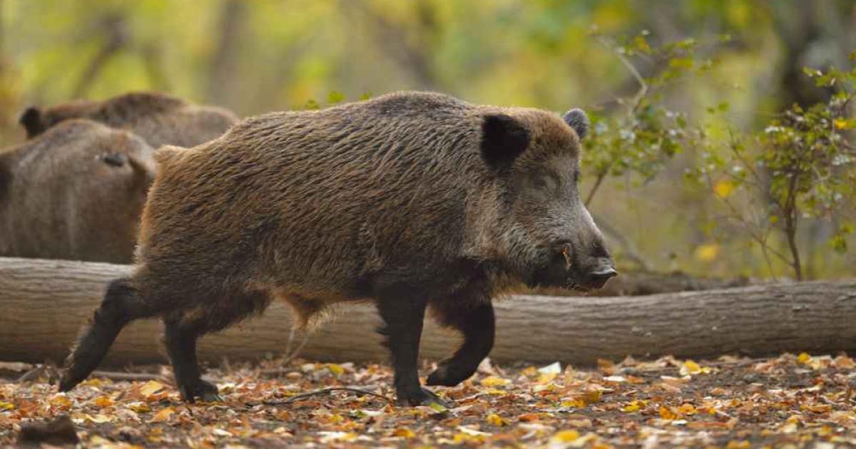 Warsaw has a wild boar problem, so mayor orders culling | TheMayor.EU