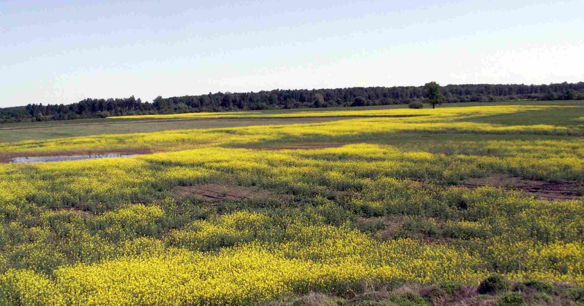 Lithuania and Latvia celebrate Baltic Unity Day | TheMayor.EU