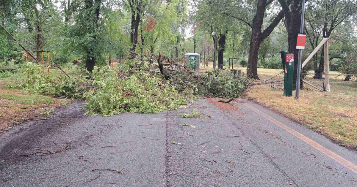 Milan to turn storm-struck trees into works of art | TheMayor.EU
