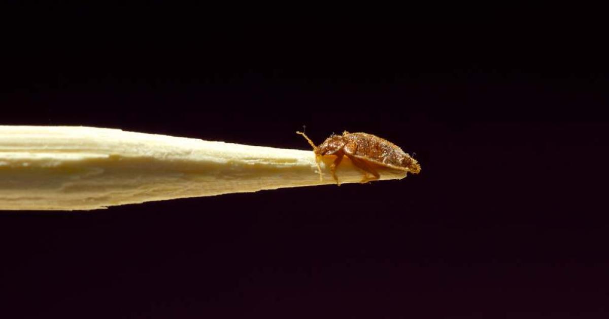 Bedbugs have now conquered the Paris Metro | TheMayor.EU