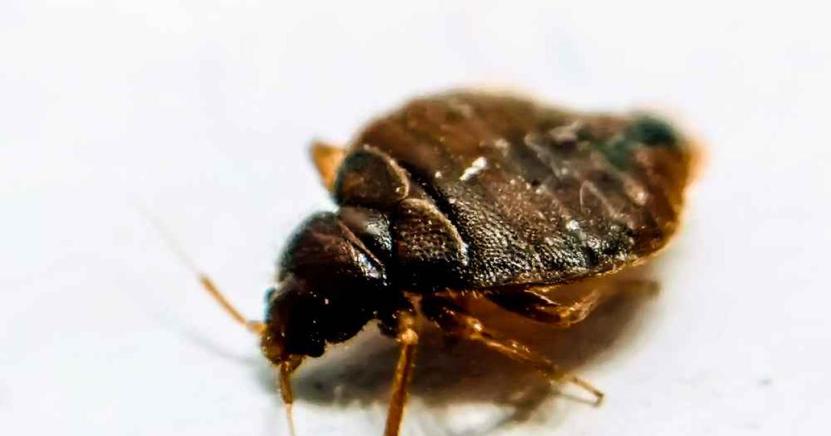 Part of Greek hotel shuts down due to French bedbugs | TheMayor.EU