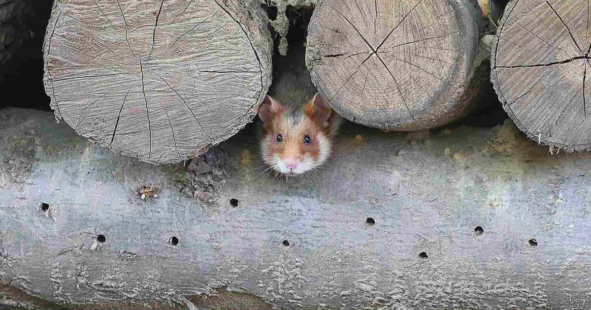 Wild hamsters are endangered in Europe, but they thrive in Vienna ...