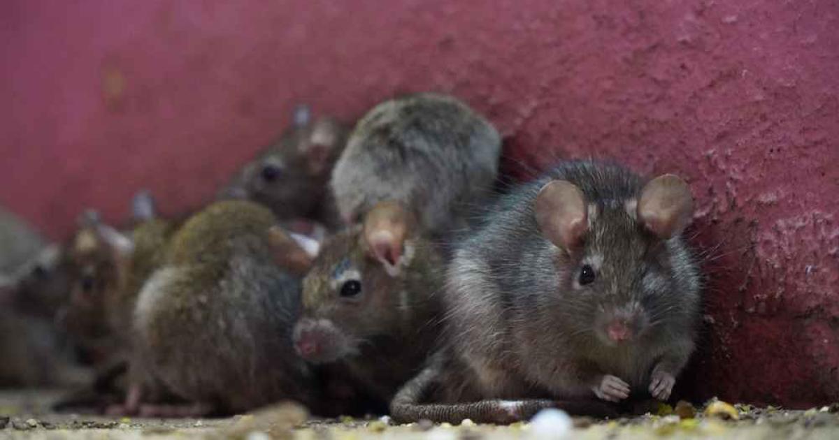 Paris aims to hide its rats ahead of Olympics | TheMayor.EU