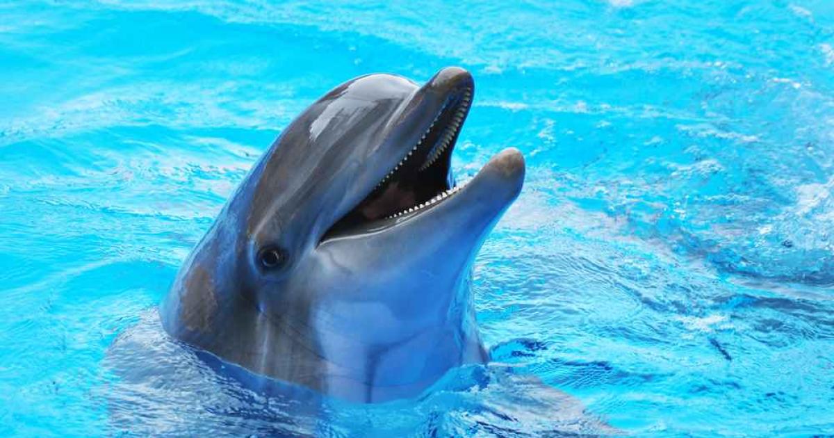 Authorities warn against playing with friendly wild dolphin in this ...