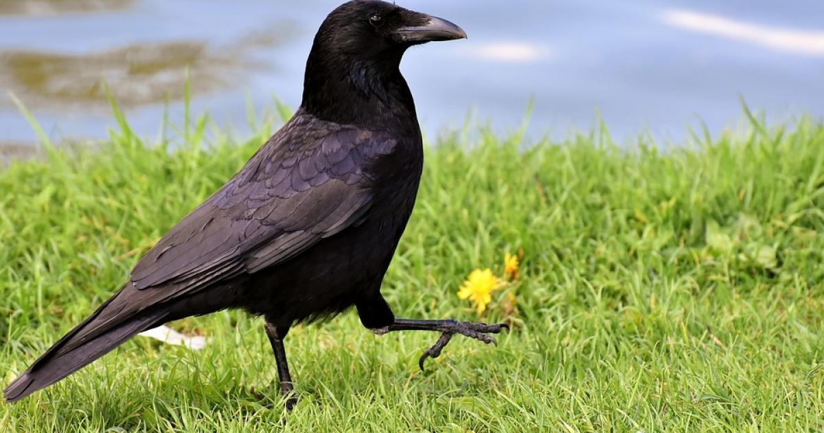 Crows will collect garbage at a French historical theme park