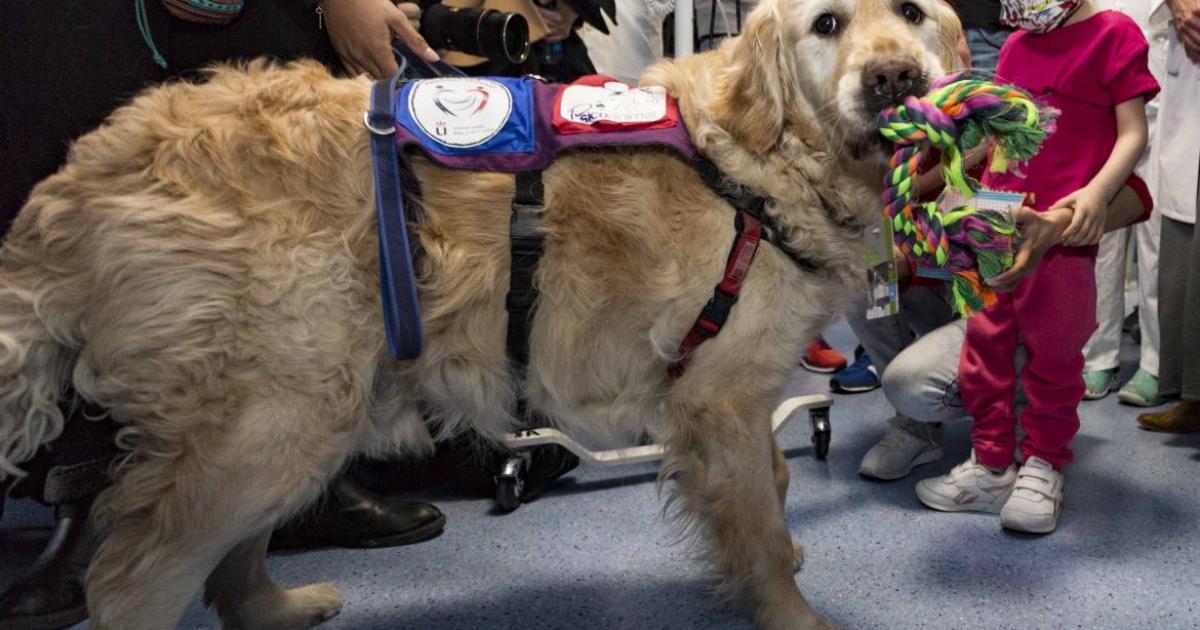 First hospital in Spain to demonstrate positive effects of animal ...