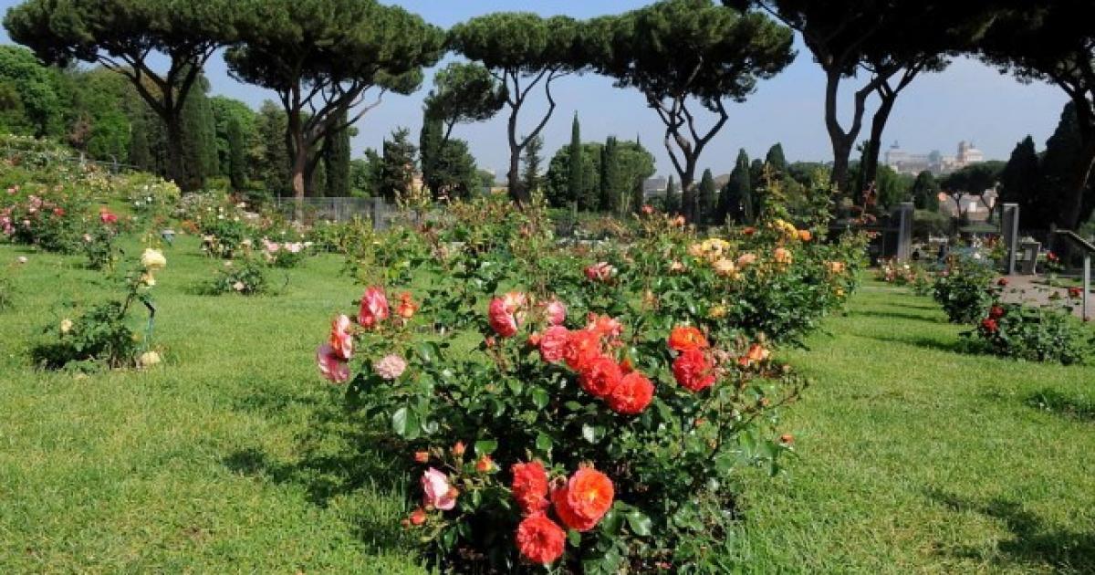 Take part in the photo contest for Rome's most beautiful rose