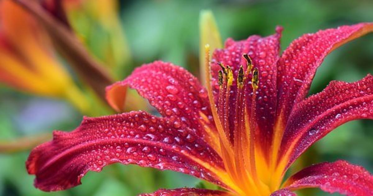 Come tomorrow to see how Helsinki will bloom