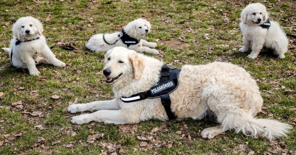 Traditional royal guard dogs to warn criminals in Hungary