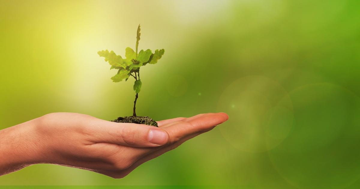 Nicosia launches large scale tree planting campaign | TheMayor.EU