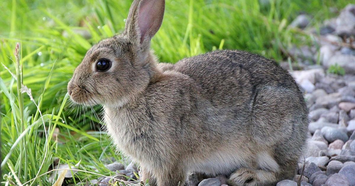 Helsinki grapples with bunny swarm | TheMayor.EU