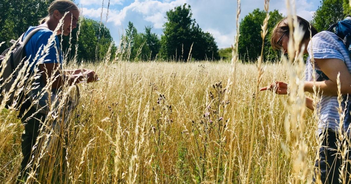 Insect Trail reinforces Tallinn’s bid for European Green Capital 2022 ...