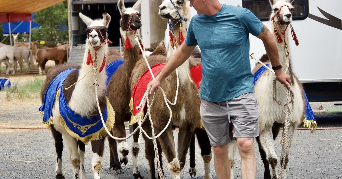 Marseille wants to ban the use of wild animals in circuses | TheMayor.EU