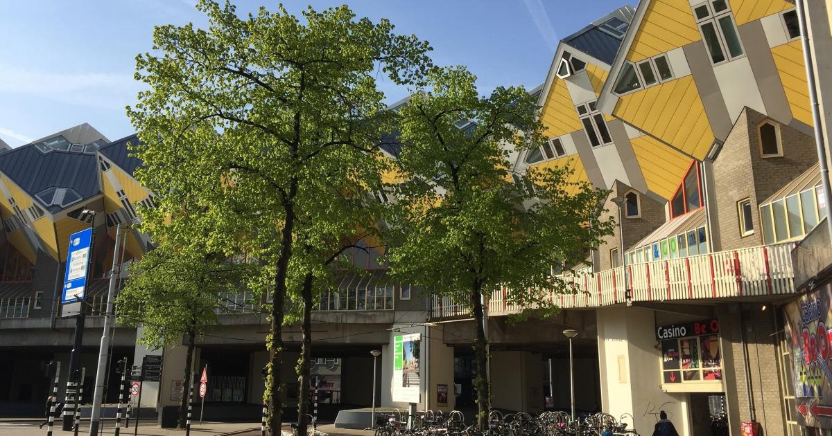 Discover Rotterdam’s unique trees with this augmented reality trail ...