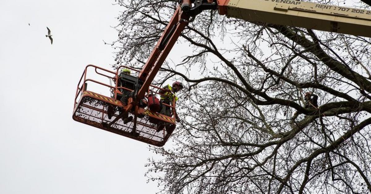 Porto trees get innovative care | TheMayor.EU