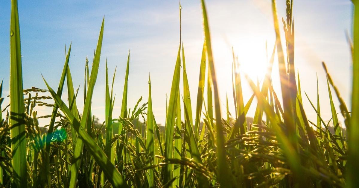 Green4Cities – the international green infrastructure competence centre ...