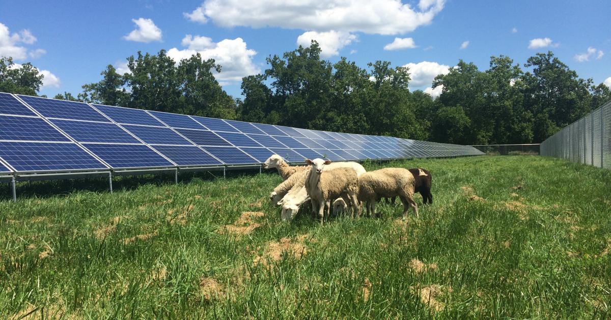 Sheep come to aid Vienna with solar power plant maintenance | TheMayor.EU