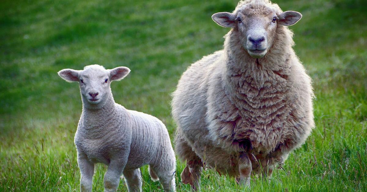 Rotterdam studies whether sheep wool is good for insulation | TheMayor.EU