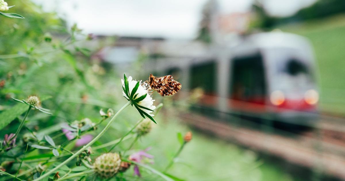 Vienna's green tram tracks are a haven for bees and plants | TheMayor.EU